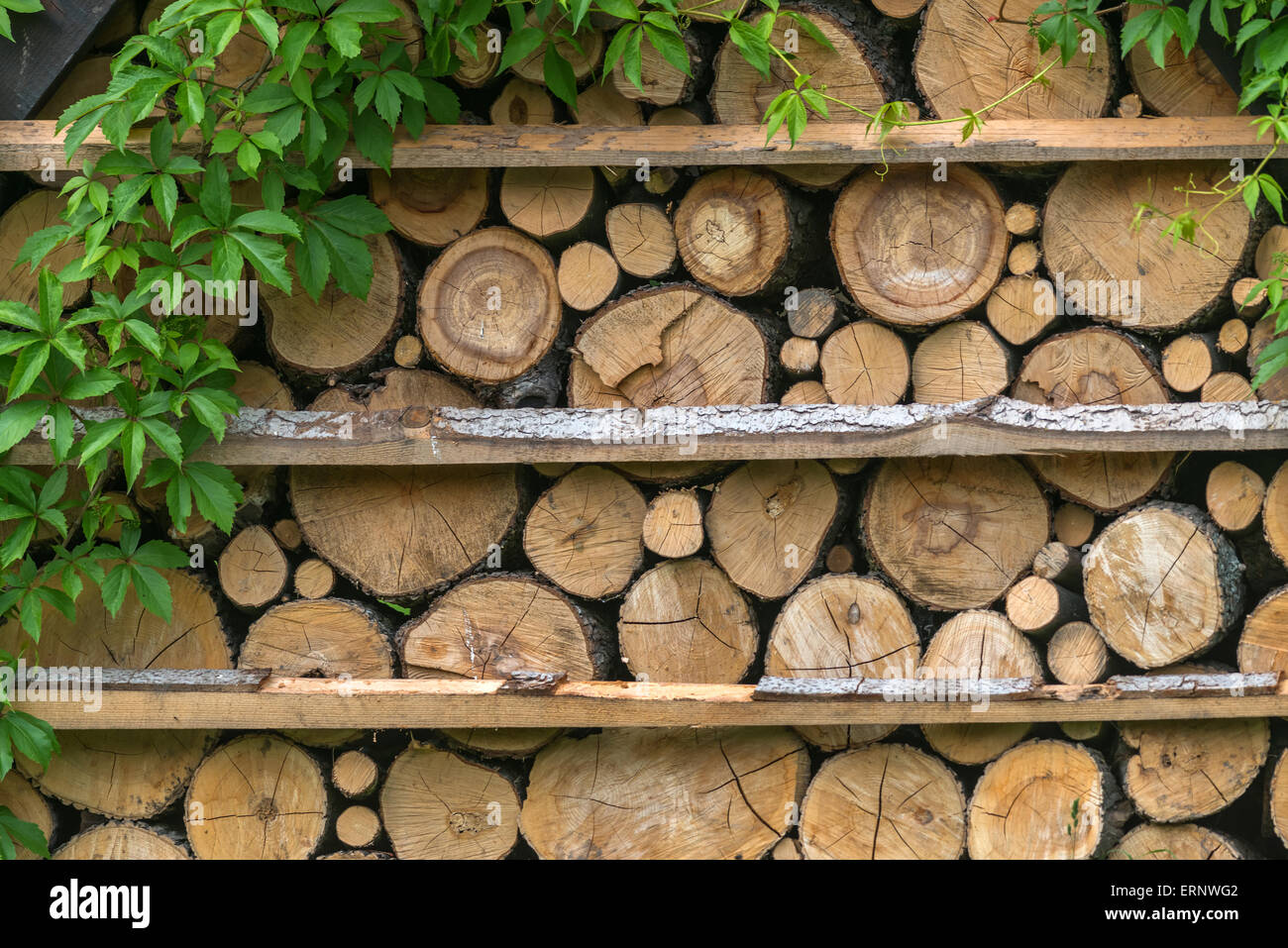 pattern of firewoods stack closeup Stock Photo - Alamy