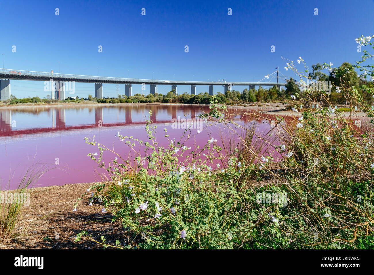 Pink Lake, Westgate Park, Port Melbourne, Melbourne, Victoria ...
