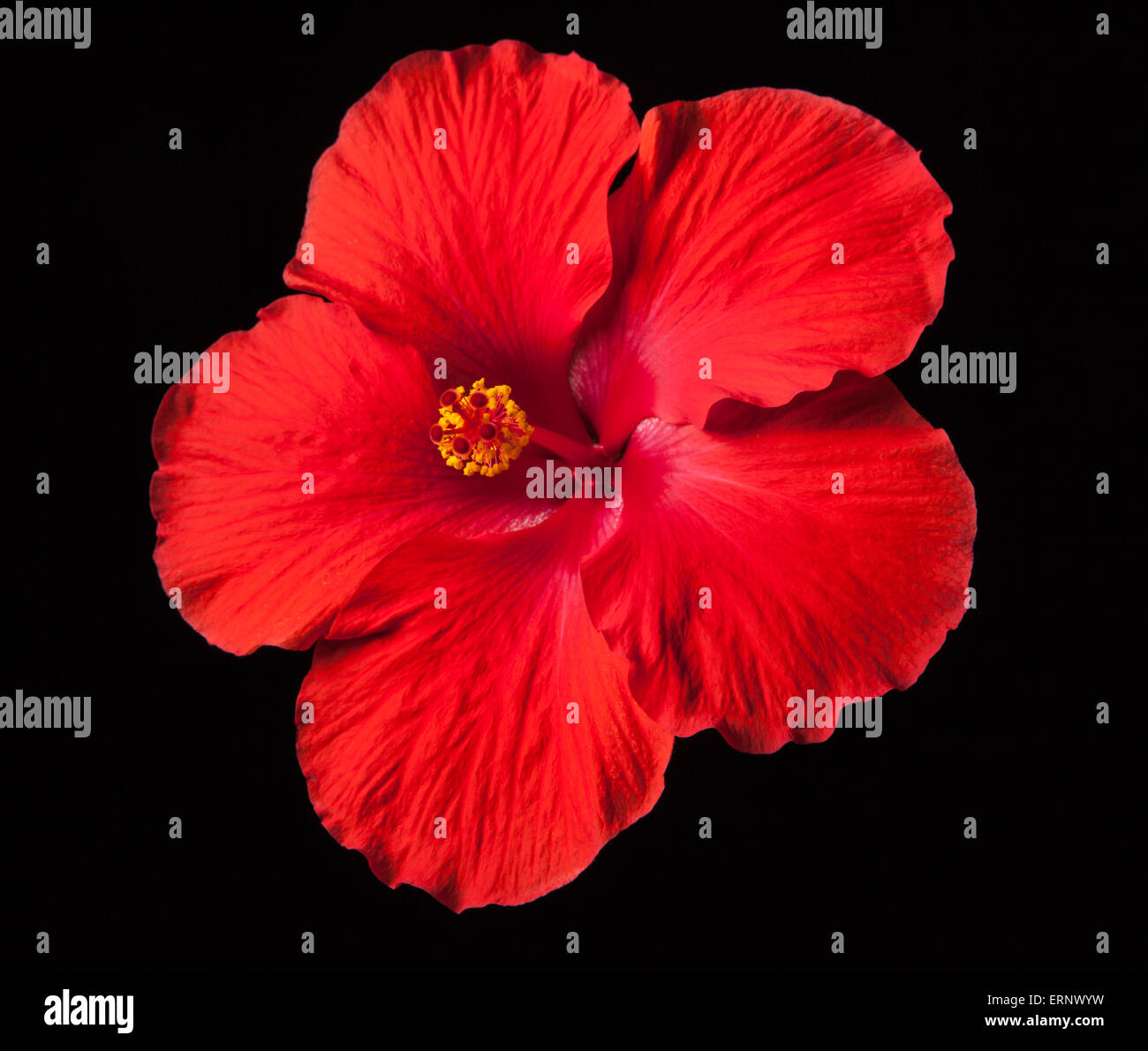 Tropical hibiscus flower hi-res stock photography and images - Alamy