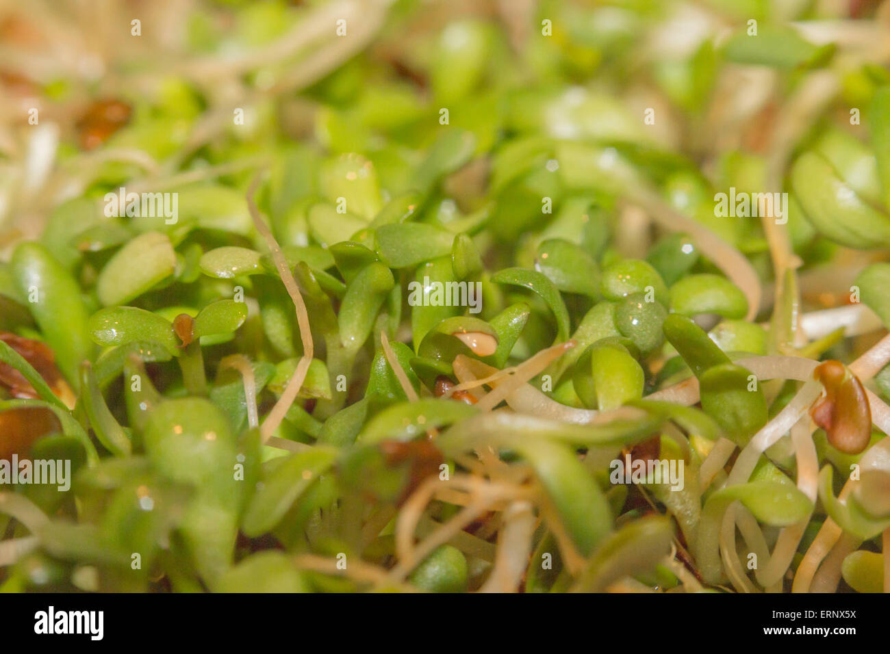Growing alfalfa hi-res stock photography and images - Alamy