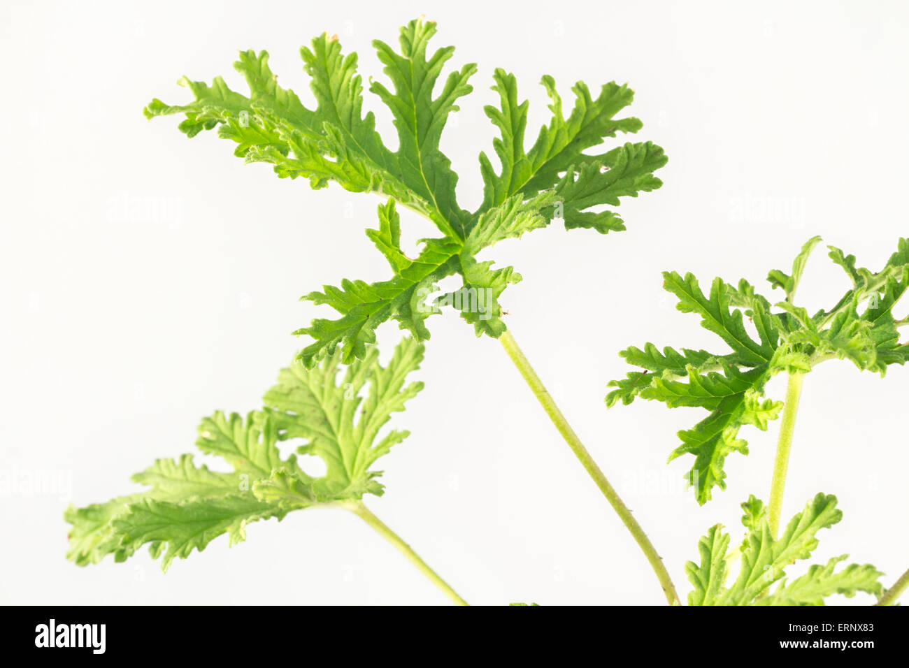 Citronella plant hi-res stock photography and images - Alamy