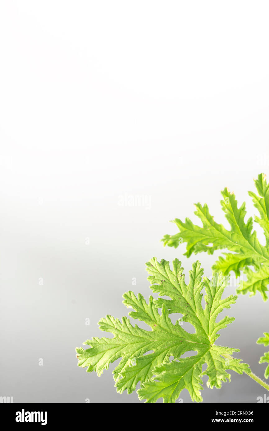 All natural citronella plant mosquito repellant leaves Stock Photo - Alamy