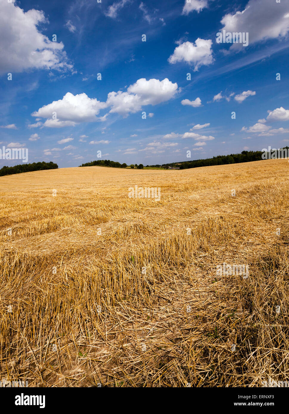Grains landscape color farm farming field grain wheat hi-res stock ...