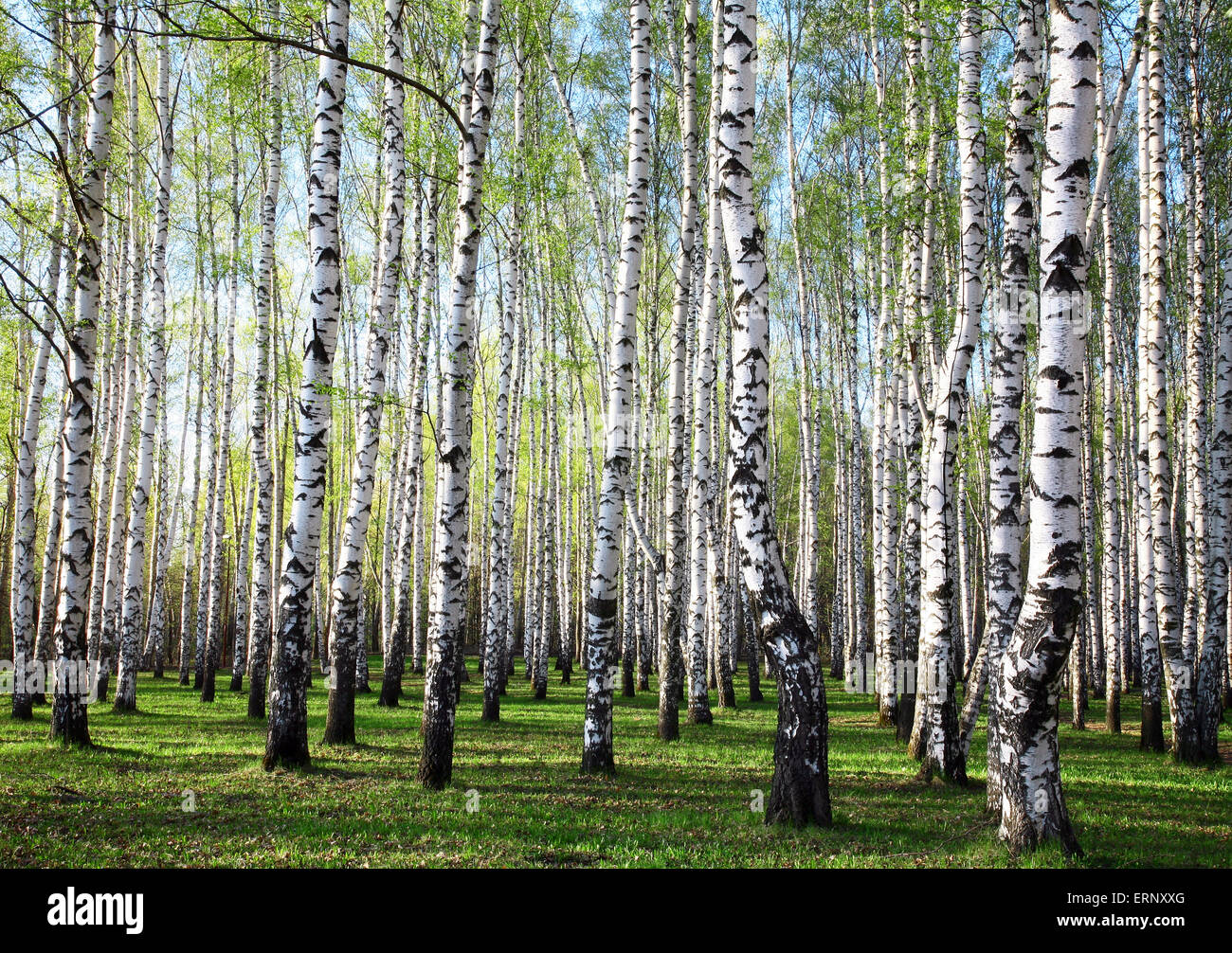 Evening spring forest with first greens Stock Photo - Alamy