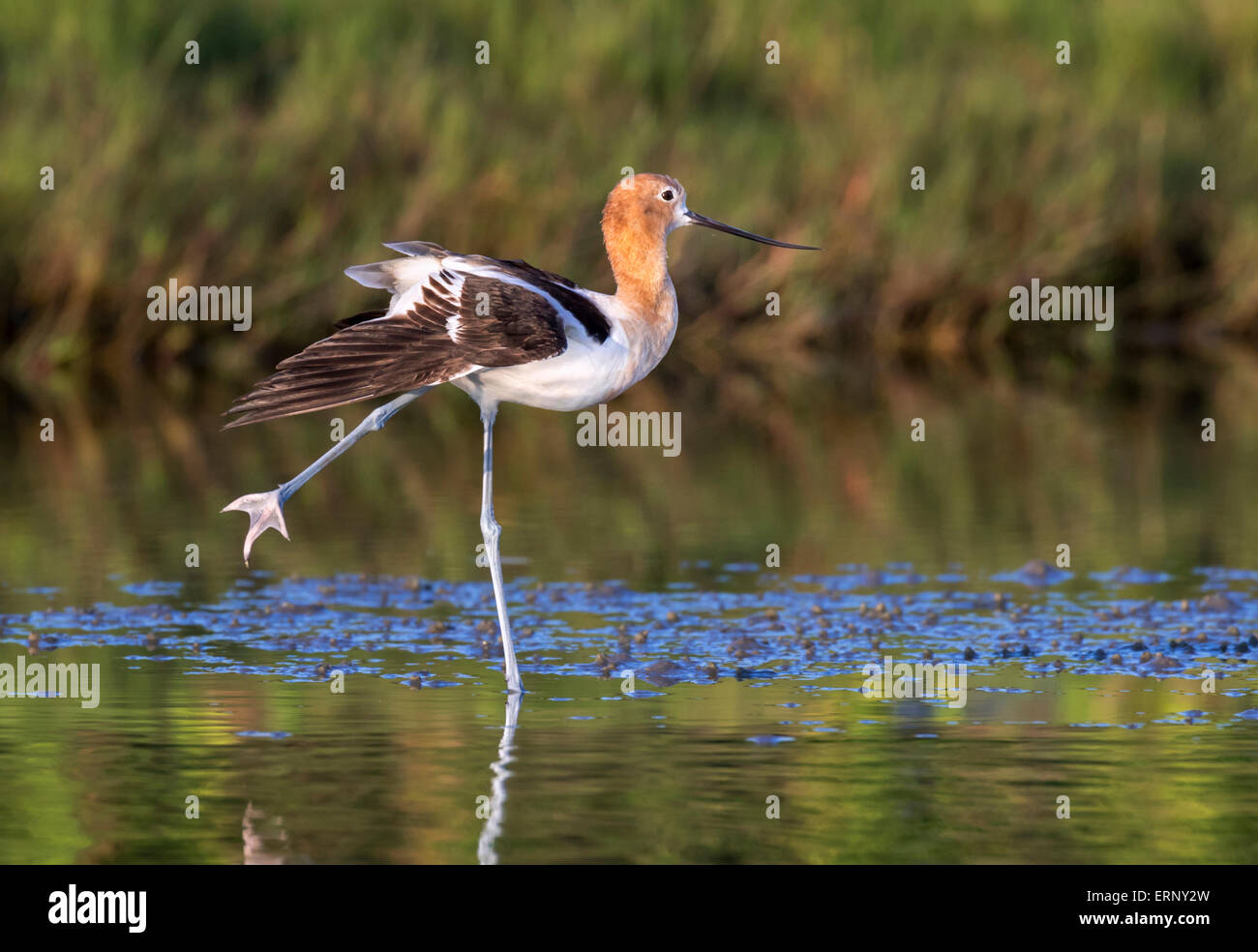 Stretching bird hi-res stock photography and images - Alamy