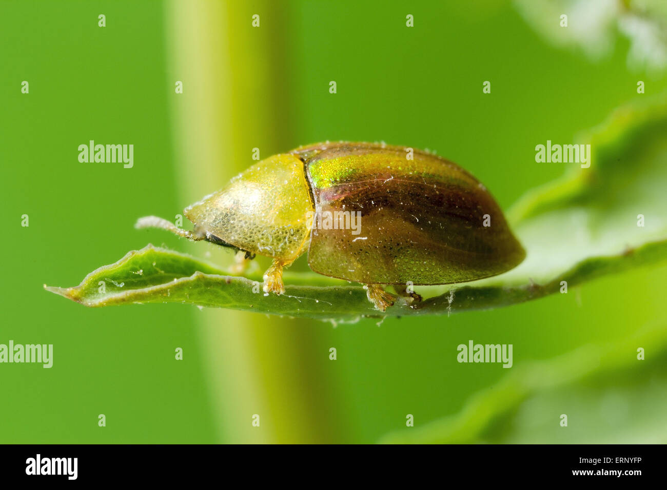 Tiny Tortoise Shell Beetle Stock Photo - Alamy