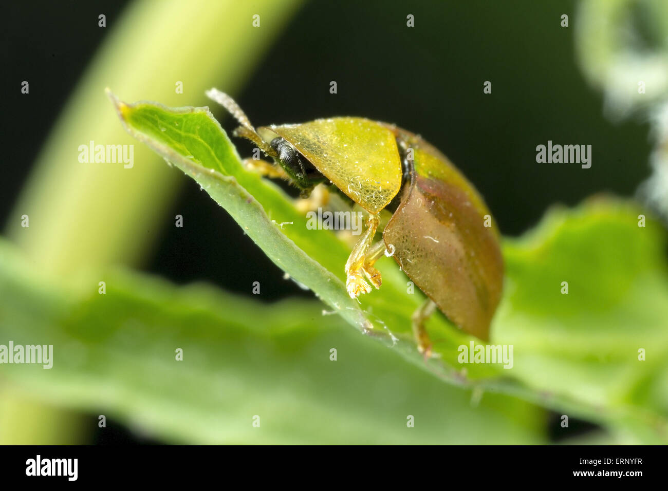 Tiny Tortoise Shell Beetle Stock Photo - Alamy