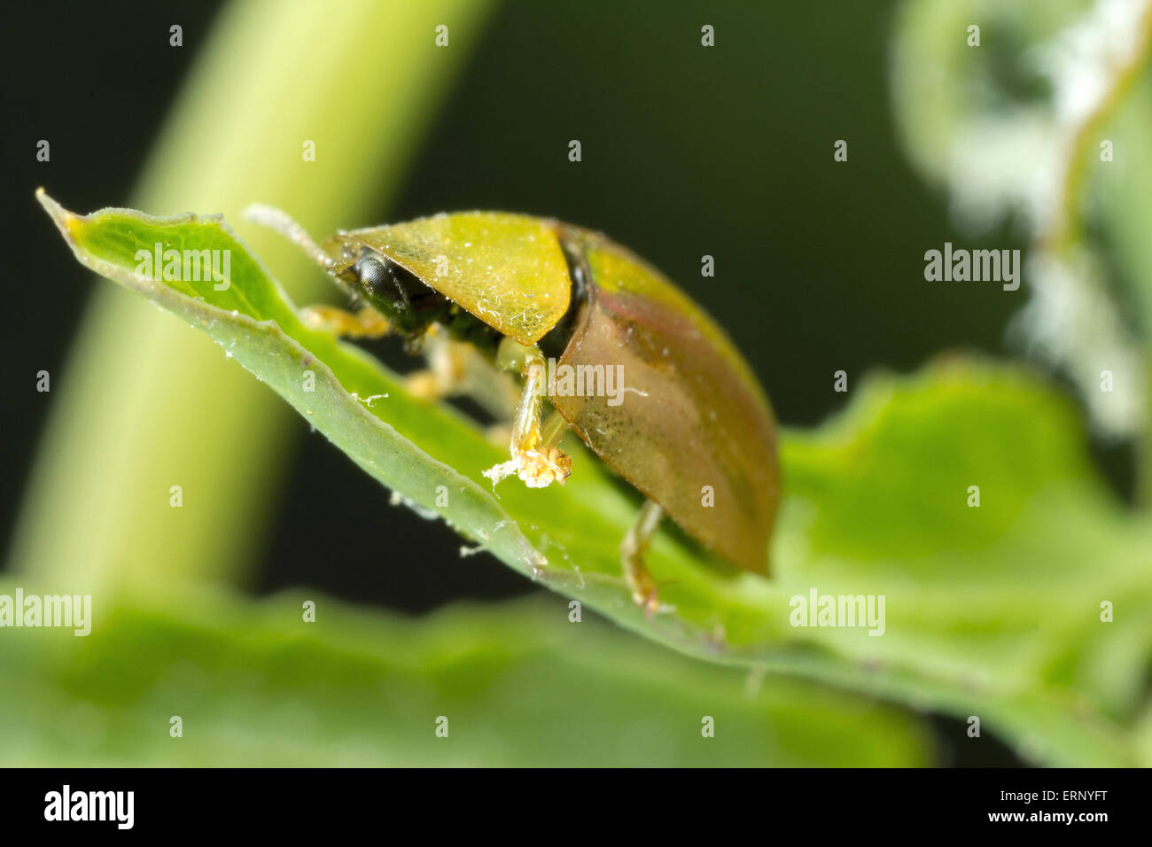 Tiny Tortoise Shell Beetle Stock Photo - Alamy