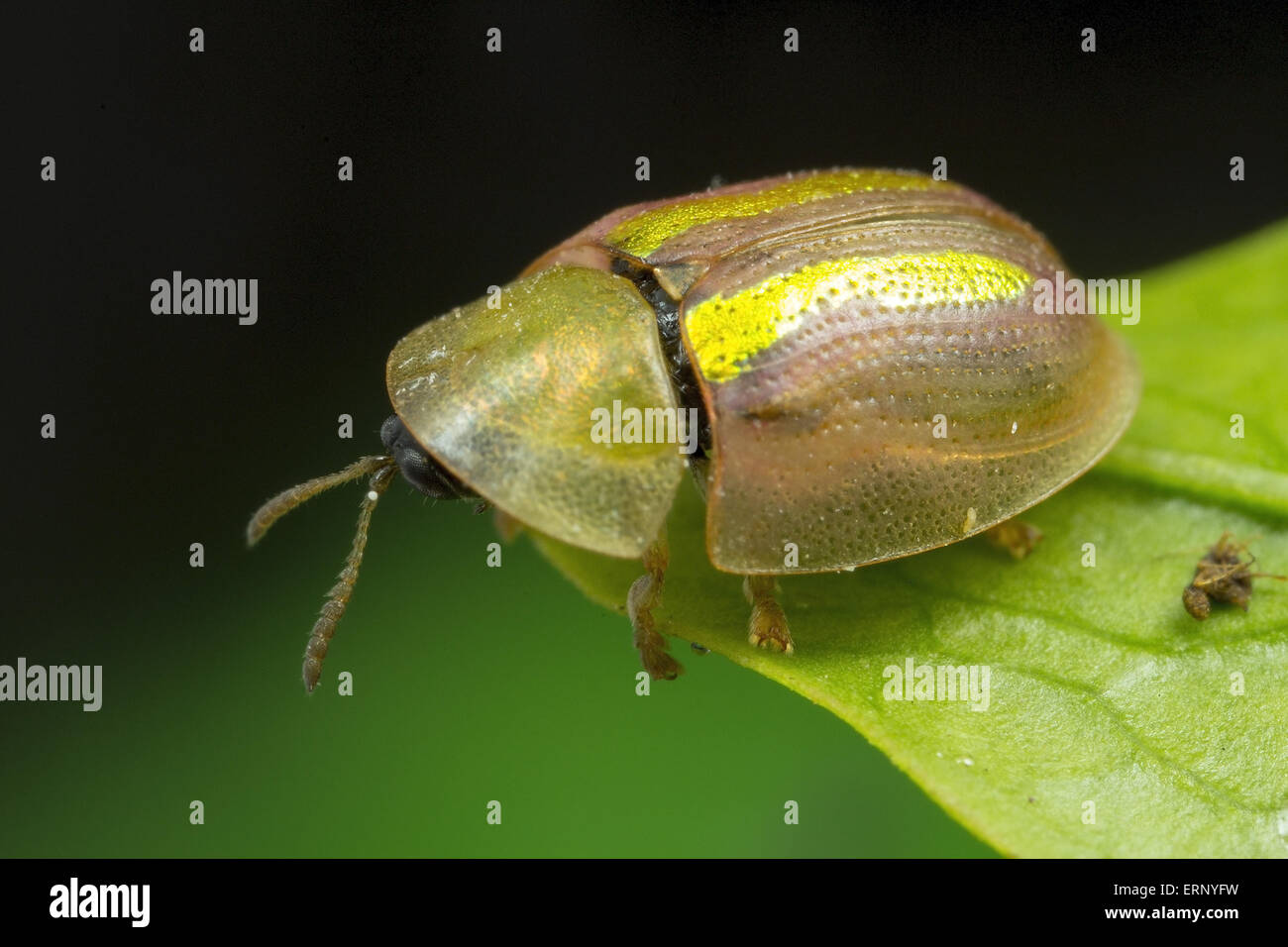 Tiny Tortoise Shell Beetle Stock Photo - Alamy