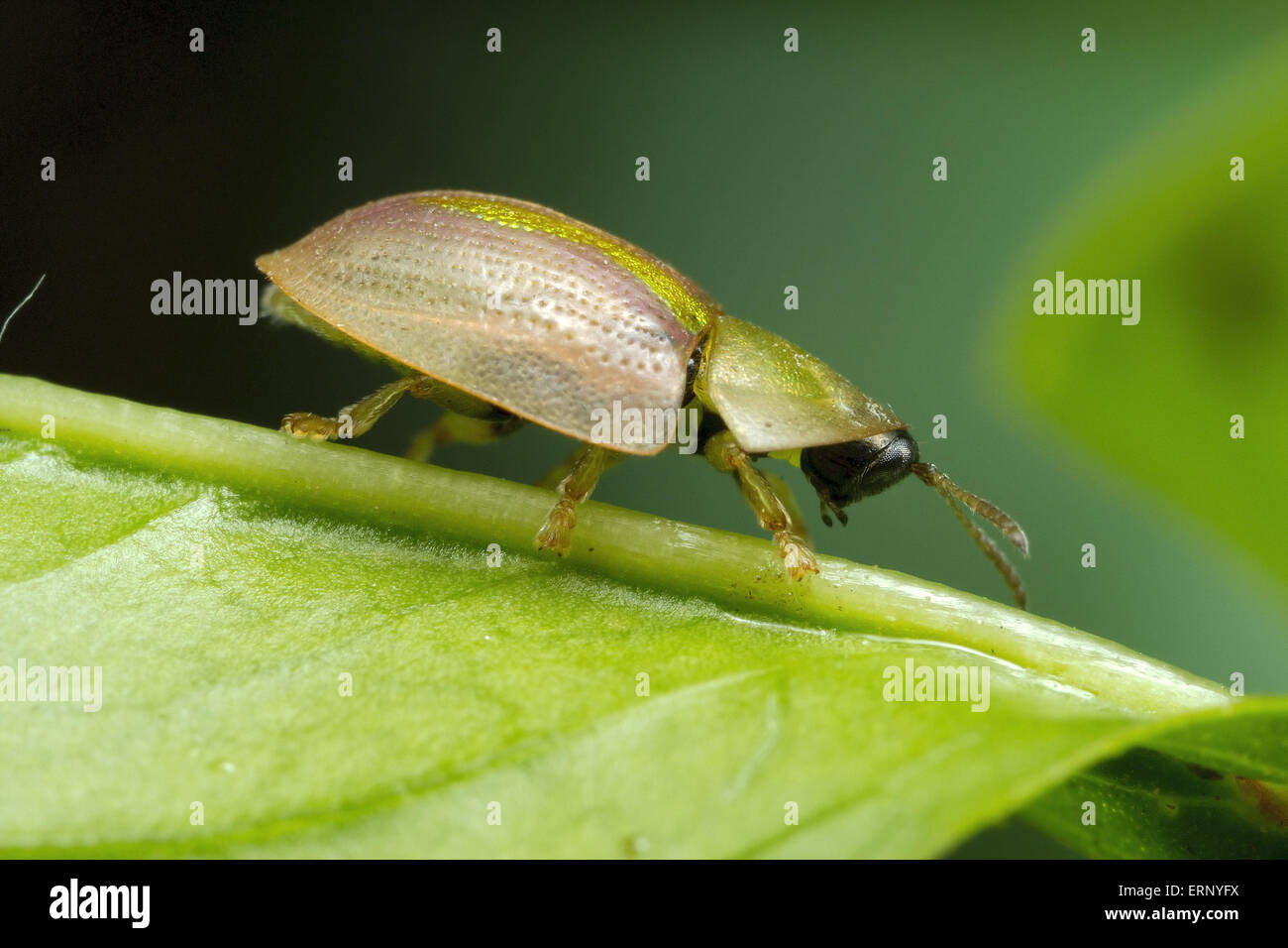 Tiny Tortoise Shell Beetle Stock Photo - Alamy