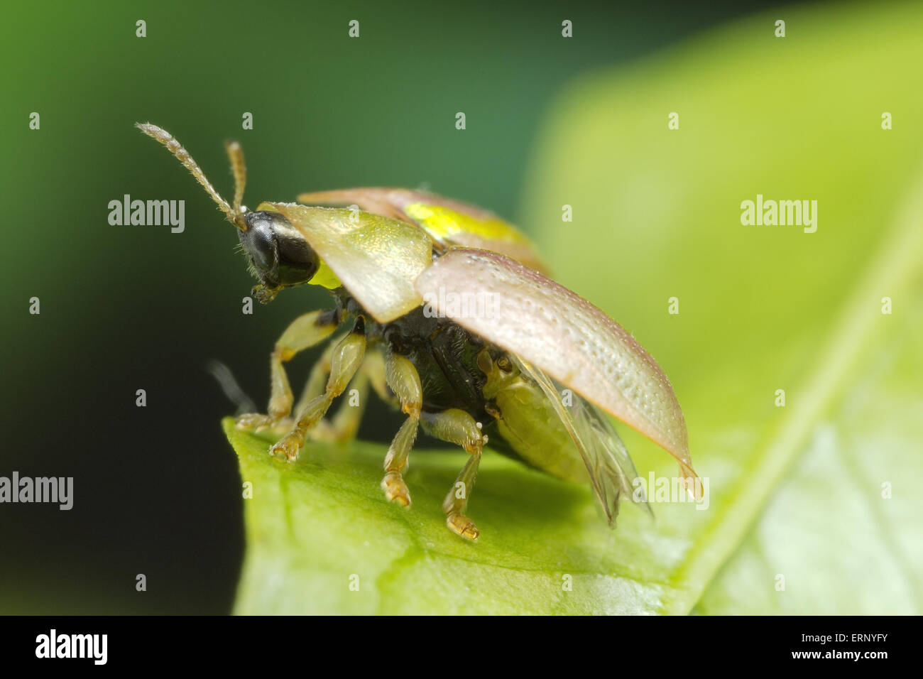 Tiny Tortoise Shell Beetle Stock Photo - Alamy