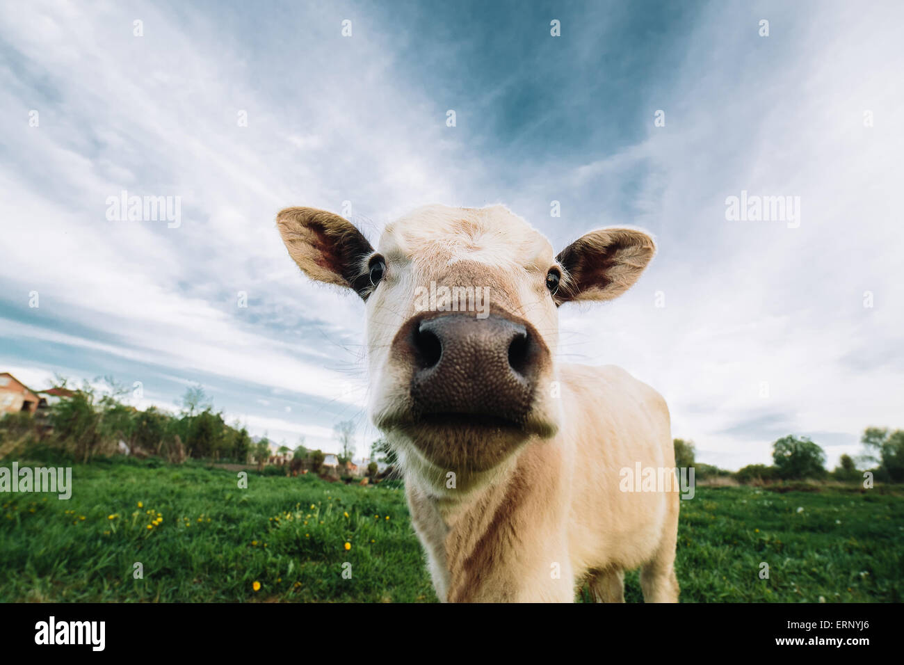 Cow looking directly at camera hi-res stock photography and images - Alamy