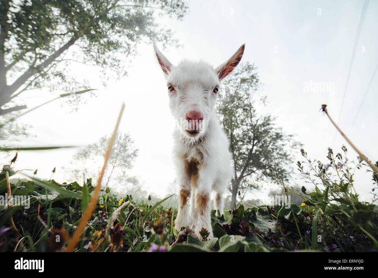Goatling watching right in camera Stock Photo - Alamy