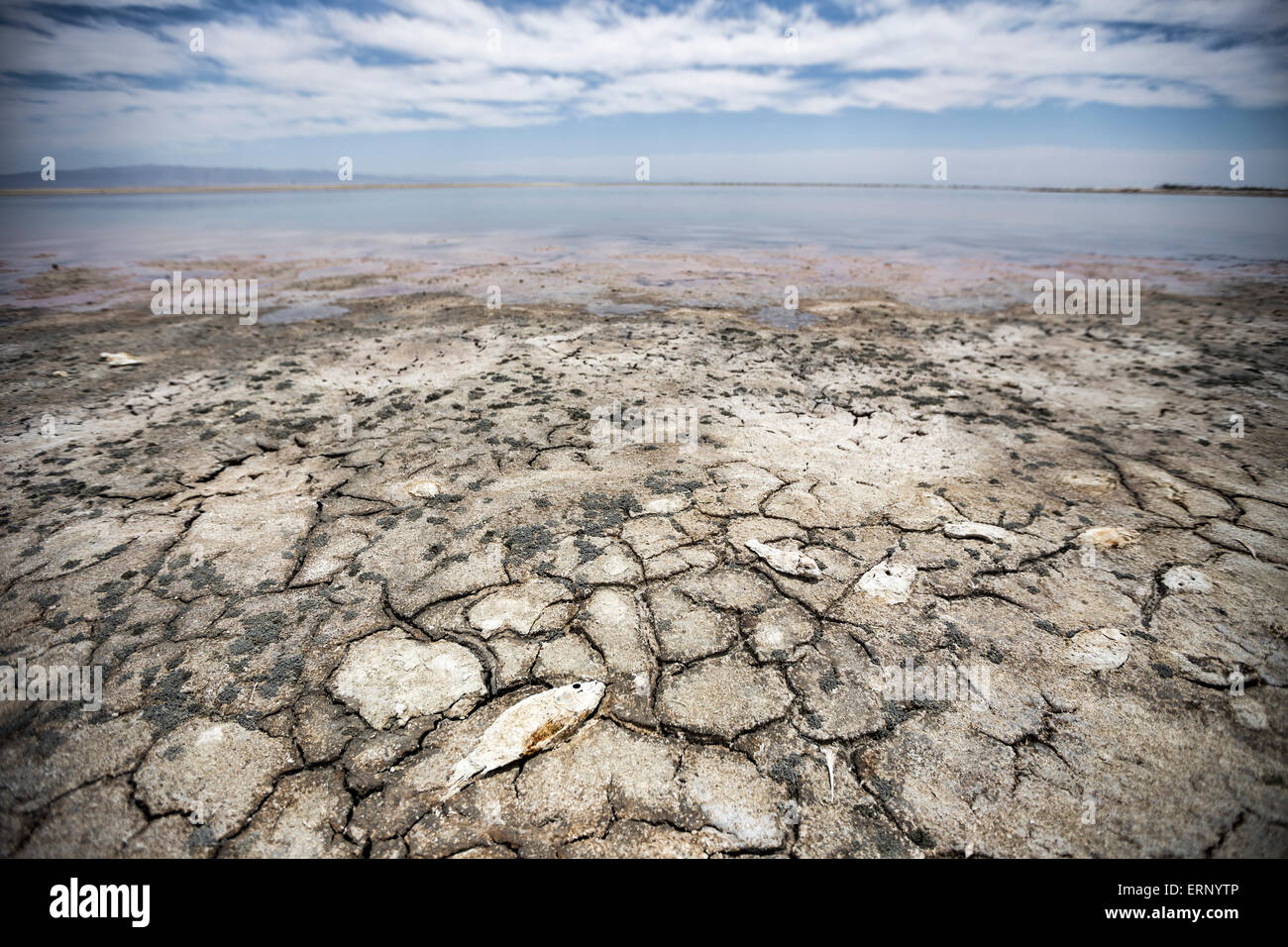Salton City, California, USA. 04th June, 2015. As California contends ...