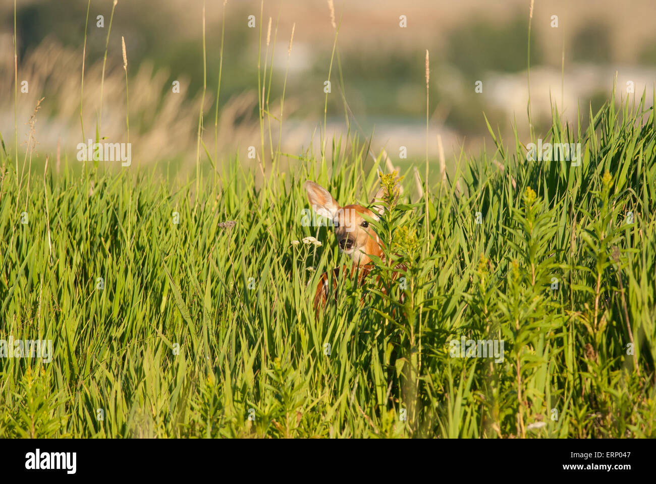 A white-tailed deer fawn (Odocoileus virginianus) hides in the tall ...