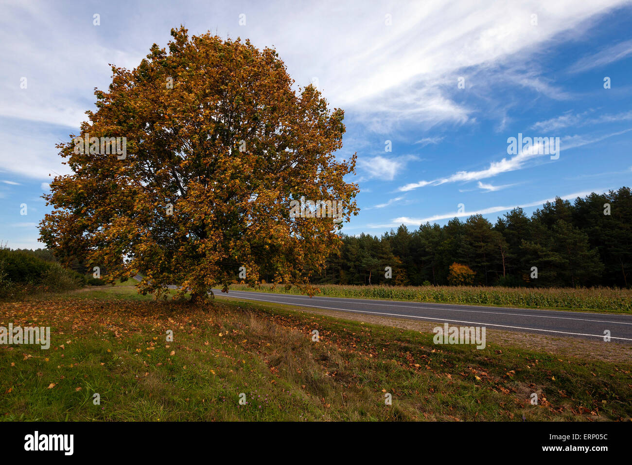 the autumn road Stock Photo - Alamy
