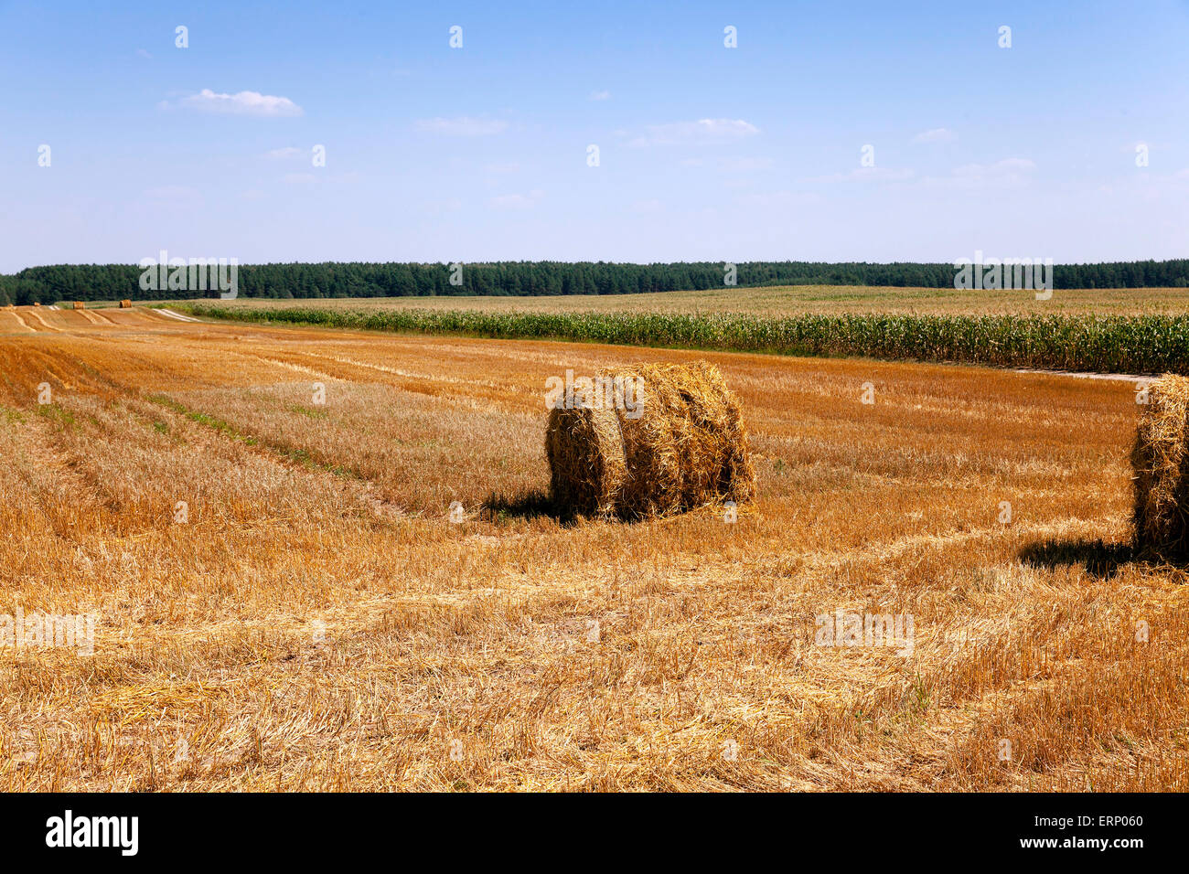 Cutting corn stalks hi-res stock photography and images - Alamy