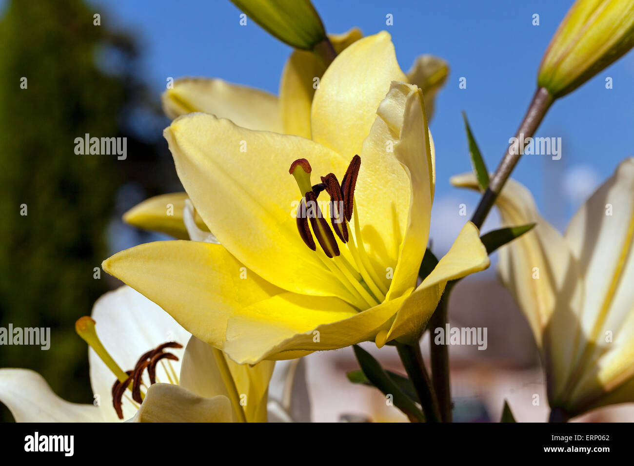 Yellow lily flower Stock Photo - Alamy