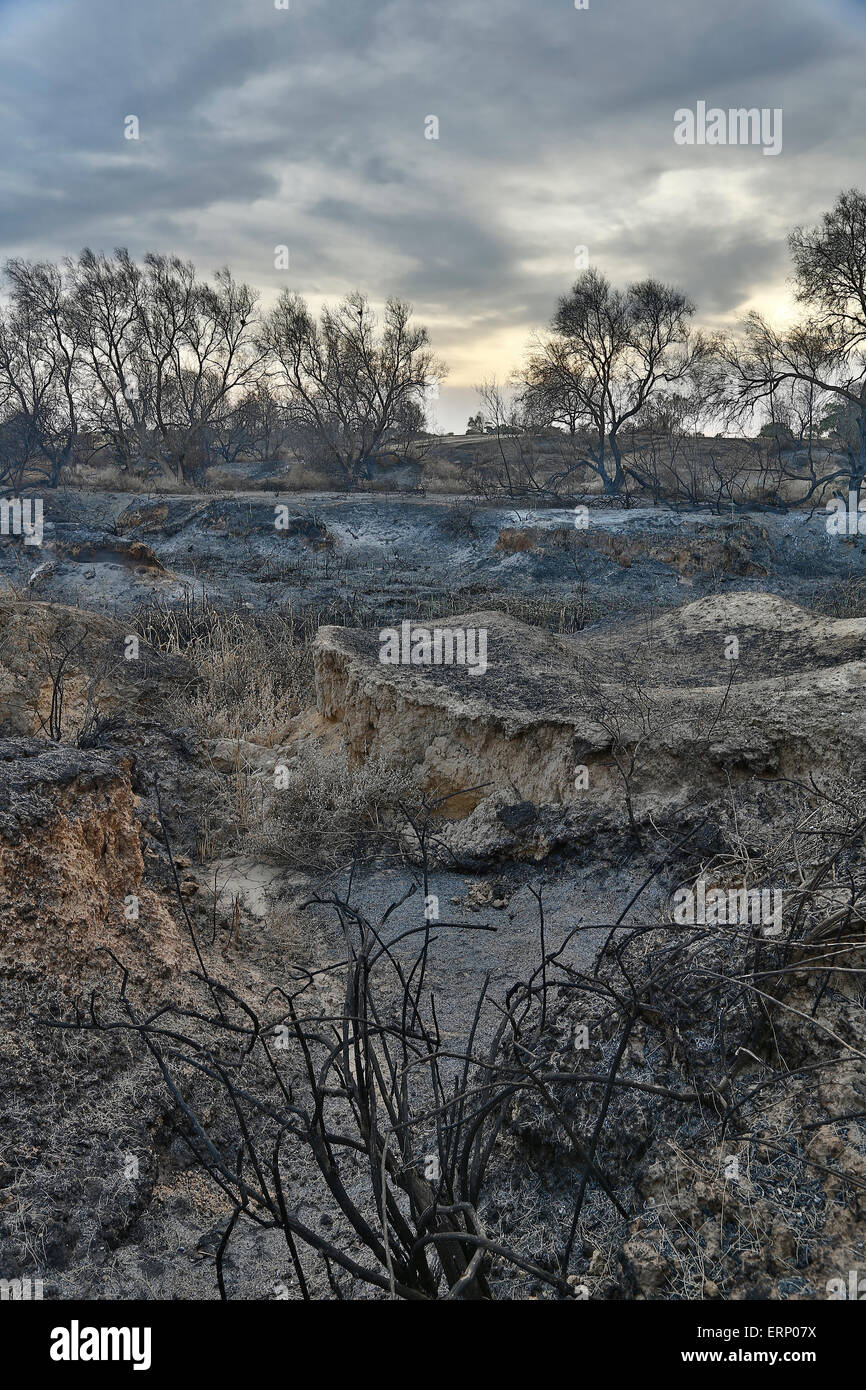 evening landscape, land with trees after fire Stock Photo - Alamy