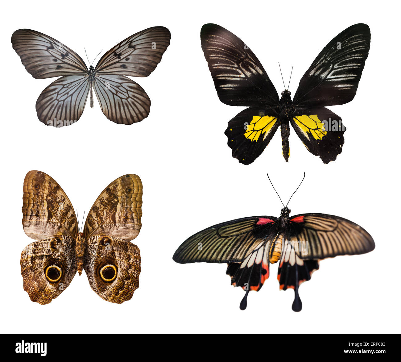 multicolored butterflies on a white background isolated Stock Photo - Alamy