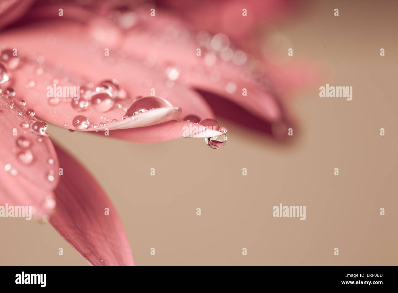 Water drop on flower Stock Photo - Alamy