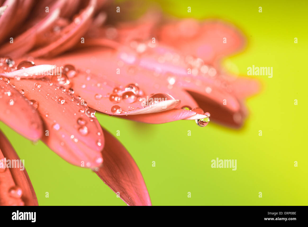 Water drop on flower Stock Photo - Alamy