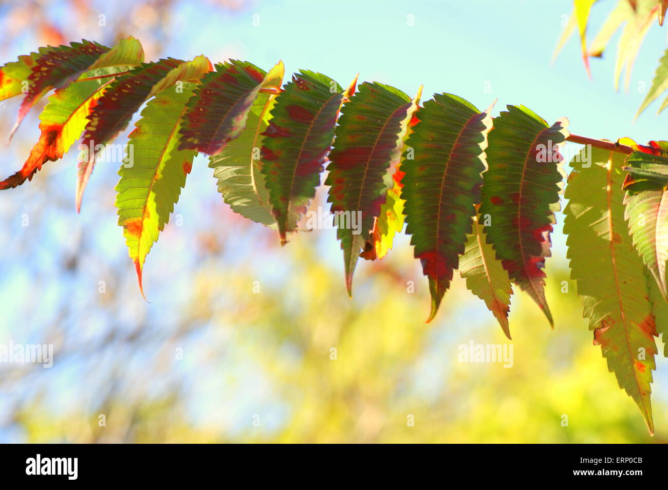 FALL SUMAC LEAVES Stock Photo - Alamy
