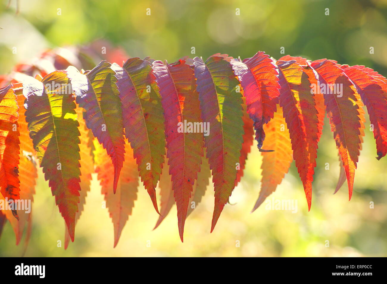 FALL SUMAC LEAVES Stock Photo - Alamy