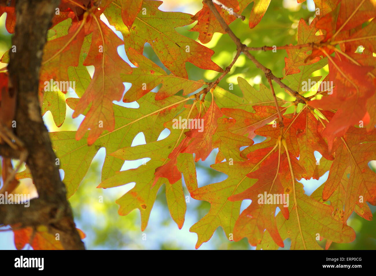 FALL OAK LEAVES Stock Photo - Alamy