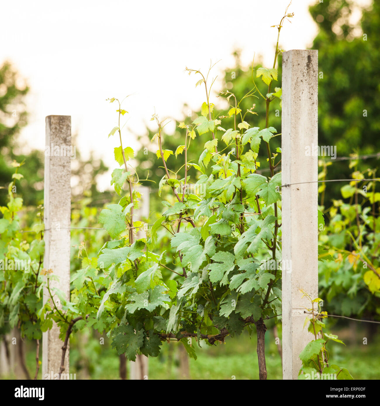 vineyard rows in spring Stock Photo - Alamy