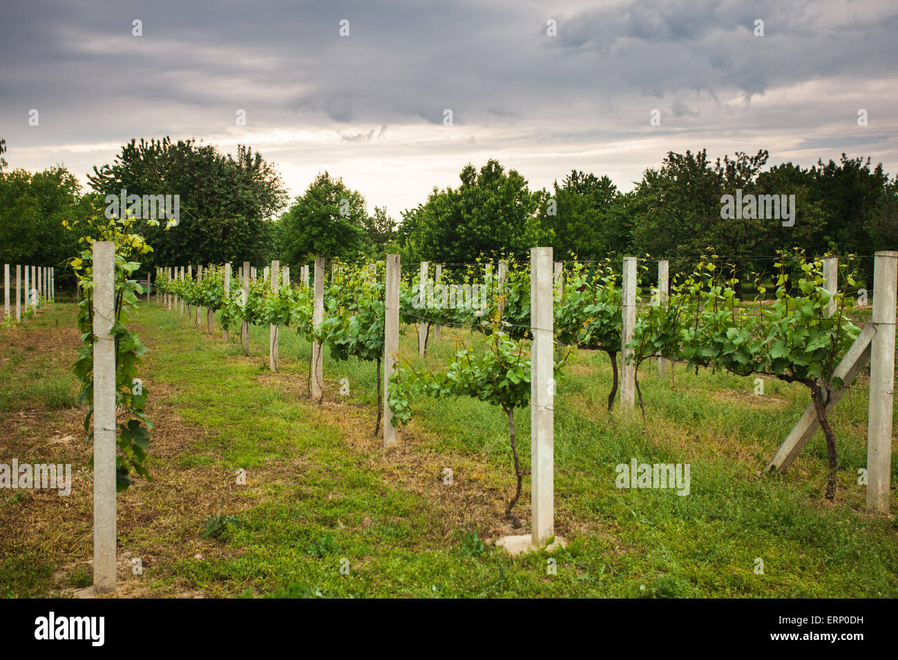 vineyard rows in spring Stock Photo - Alamy