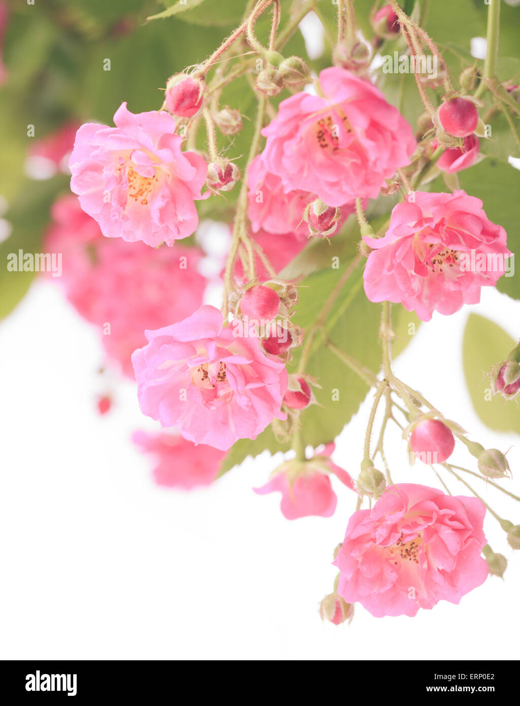 Pink rose bush Stock Photo - Alamy
