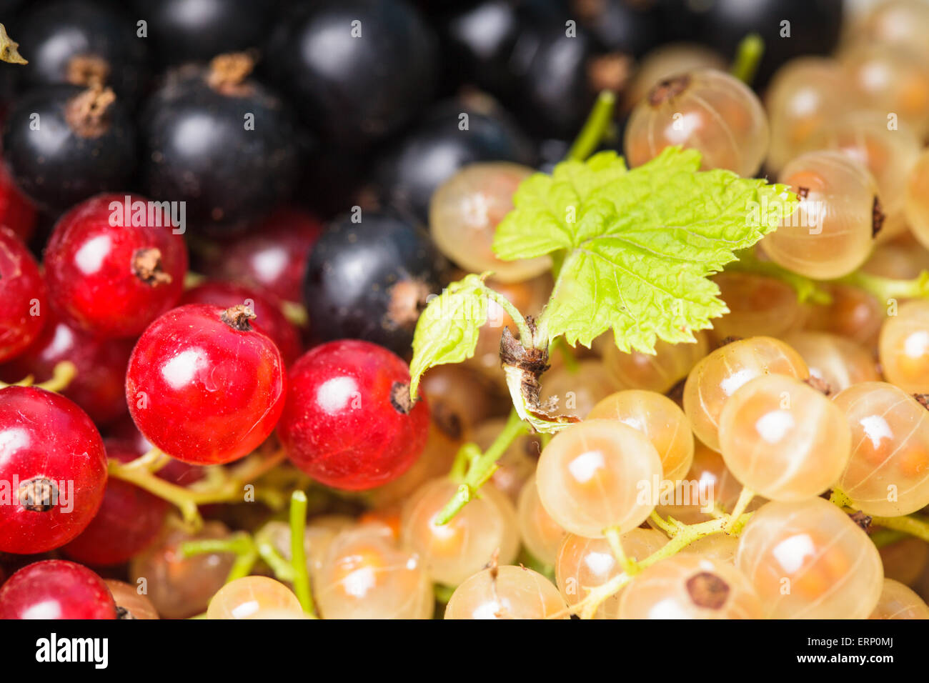 Currants types white red hi-res stock photography and images - Alamy