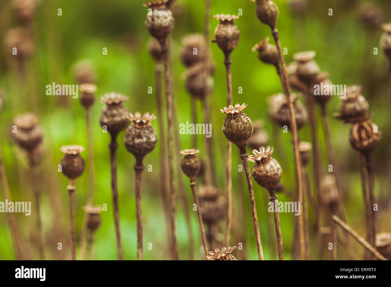 Dry poppy plant Stock Photo - Alamy