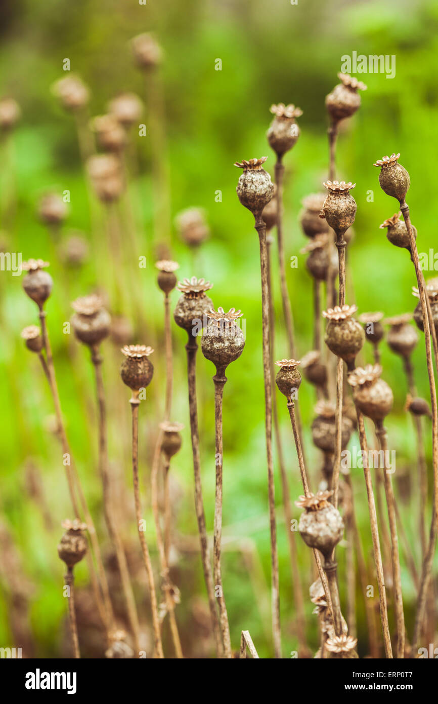 Dry poppy plant Stock Photo - Alamy