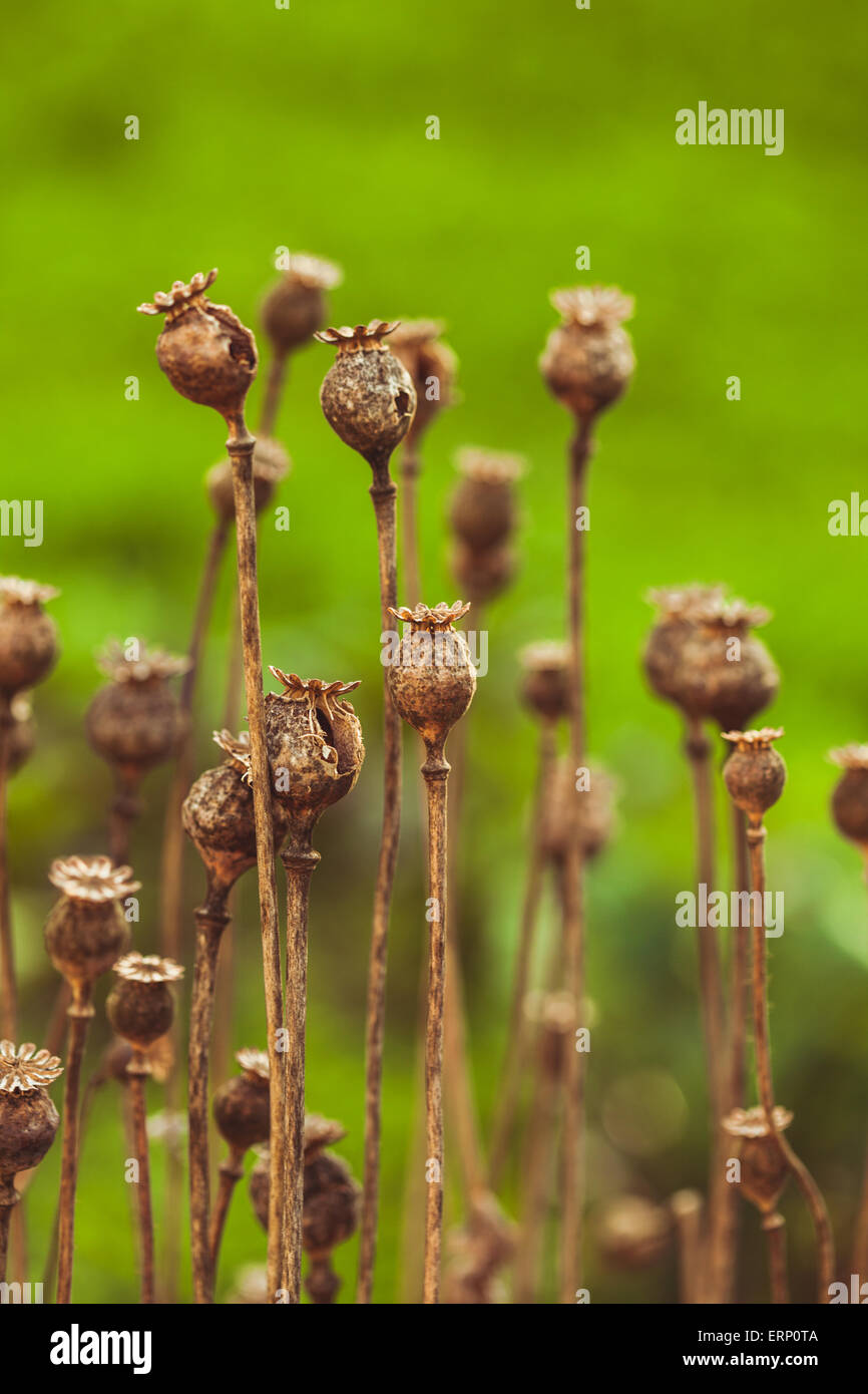 Dry poppy plant Stock Photo - Alamy