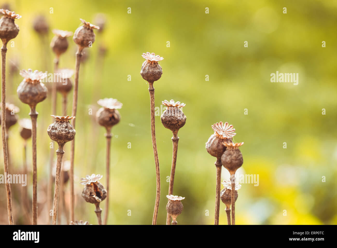 Dry poppy plant Stock Photo - Alamy