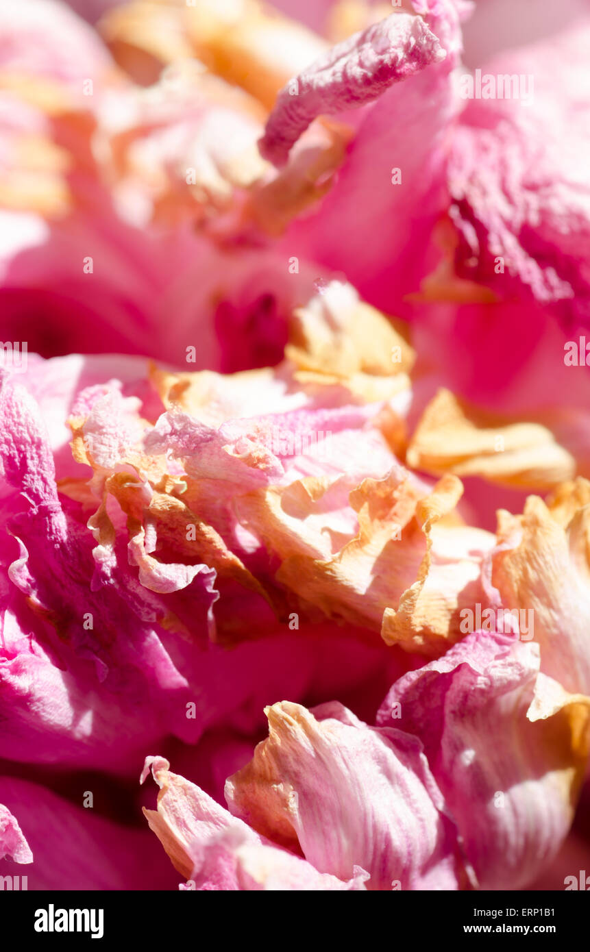dried petals of peony flower Stock Photo - Alamy