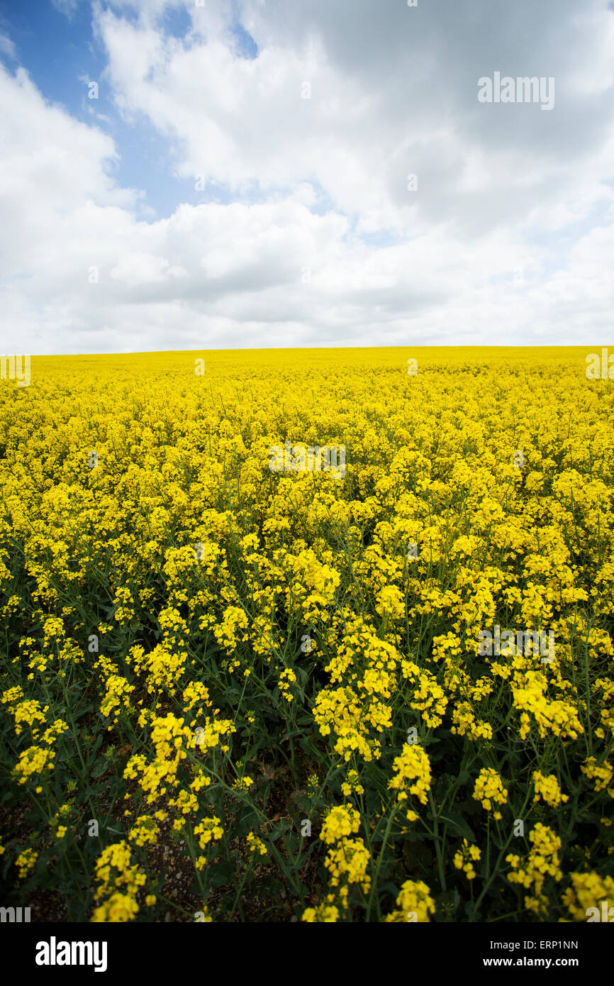Farmers field of oil seed rape ready for harvesting Stock Photo - Alamy