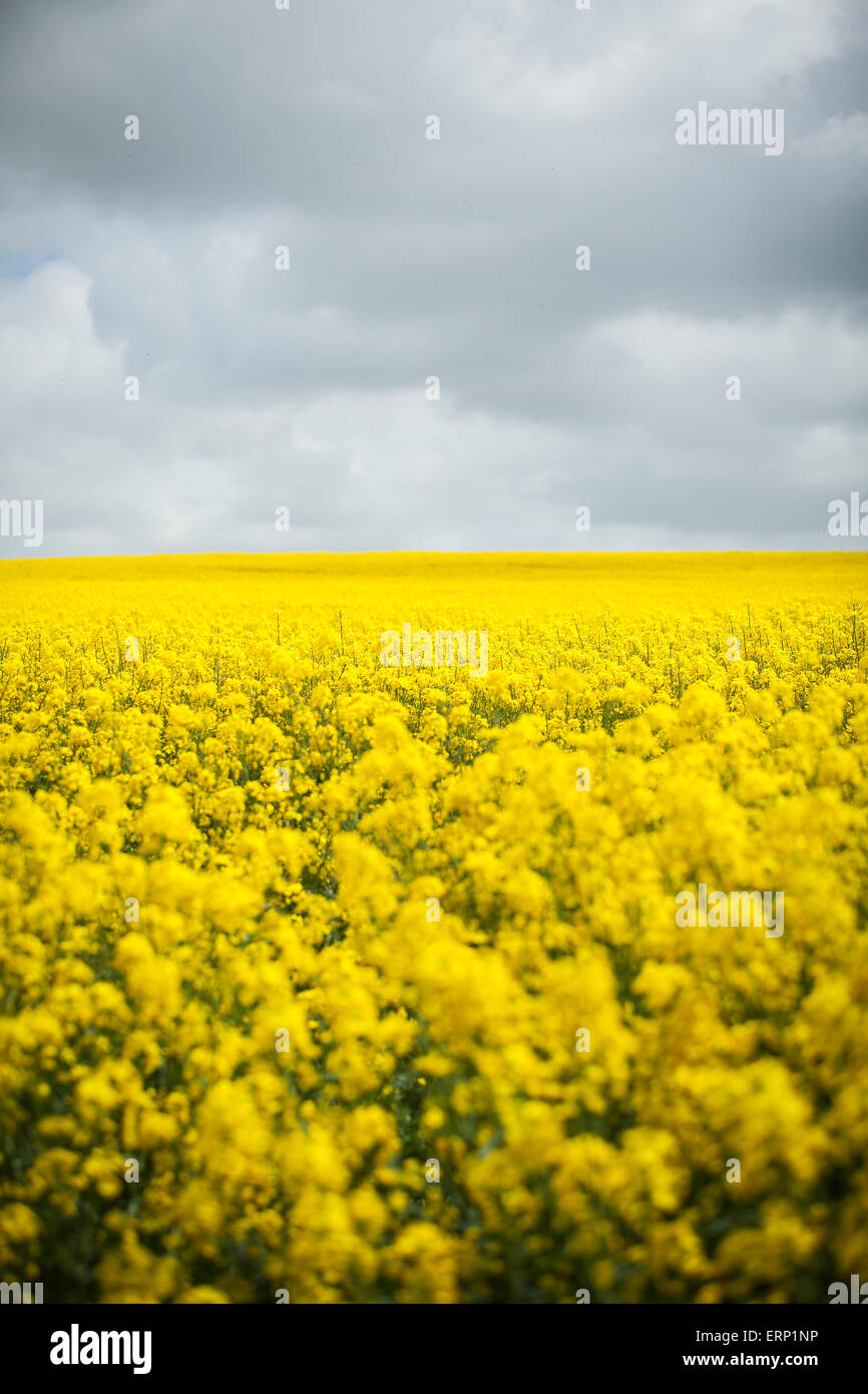 Farmers field of oil seed rape ready for harvesting Stock Photo - Alamy