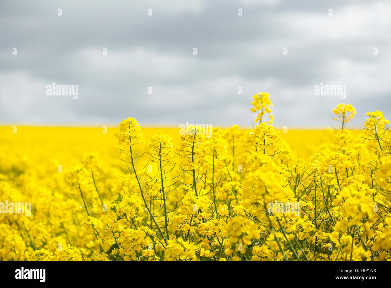Farmers field of oil seed rape ready for harvesting Stock Photo - Alamy