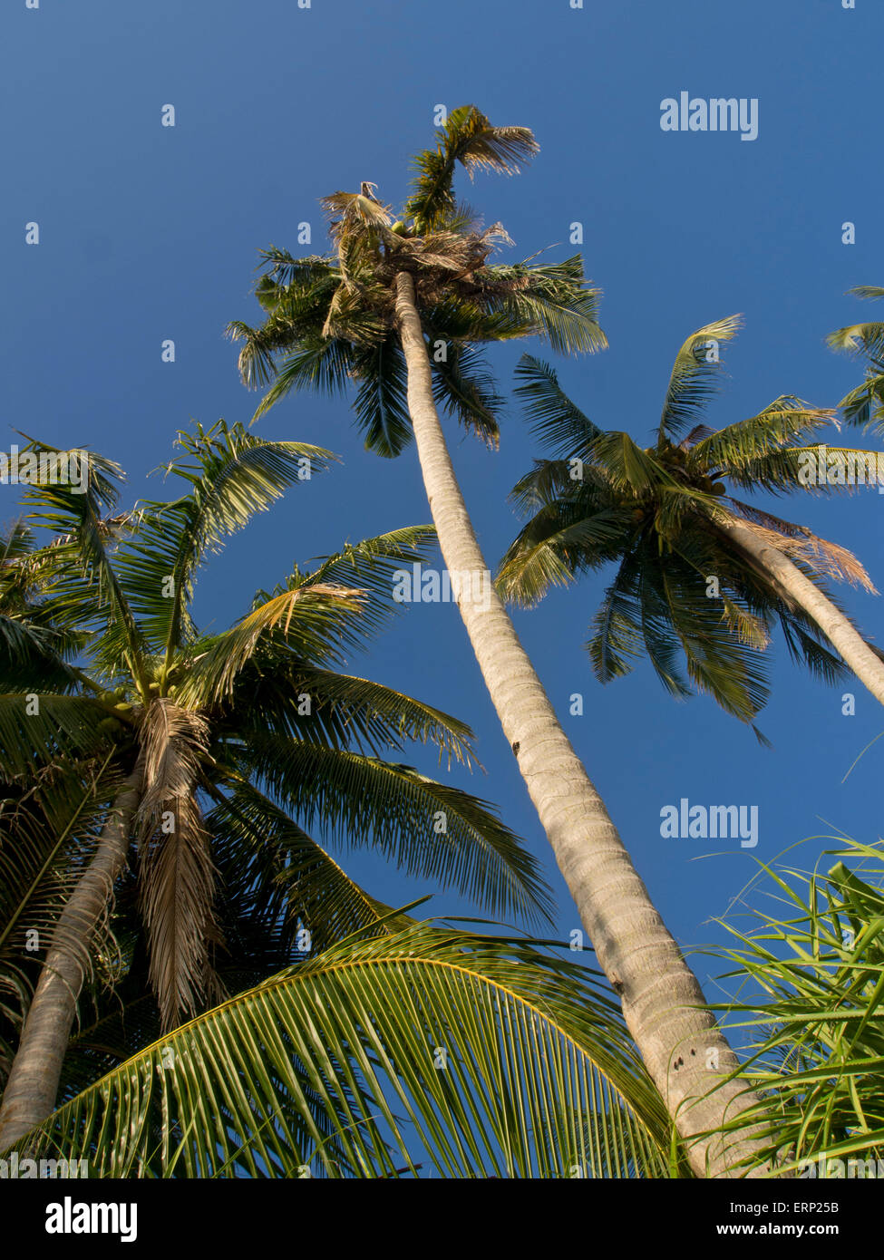 Palm trees on a beach in Boracay, Philippines Stock Photo - Alamy