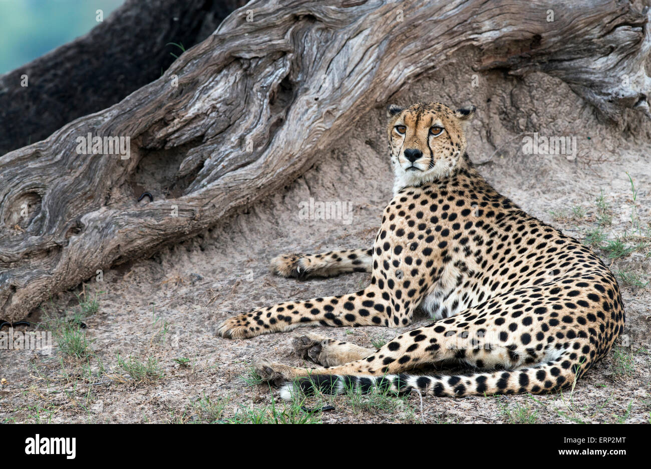 Adult cheetah (Acinonyx jubatus) resting under a tree at Hwange ...