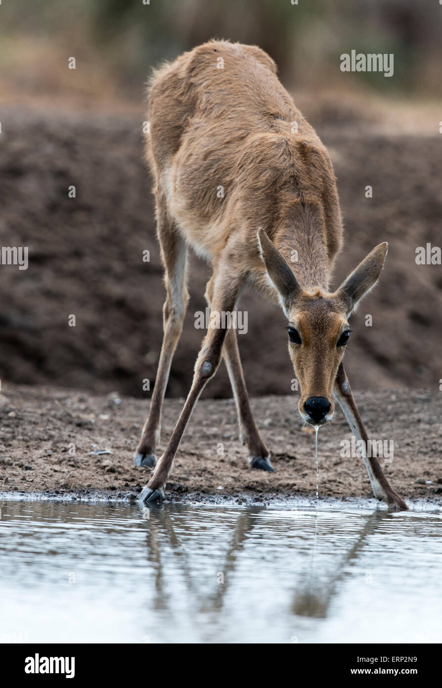 Female antelope drinking water hi-res stock photography and images - Alamy