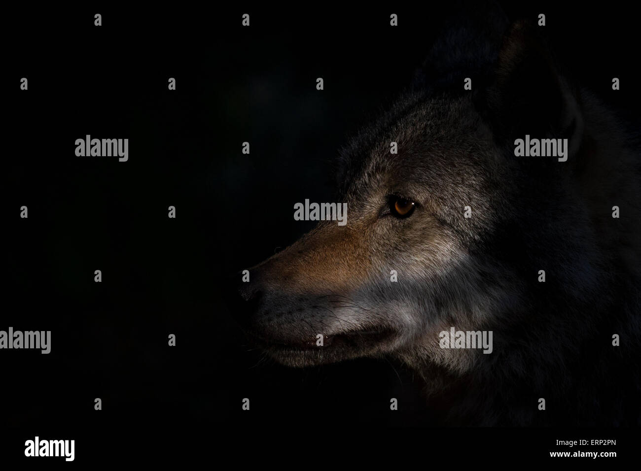 Sunlight grey hi-res stock photography and images - Alamy