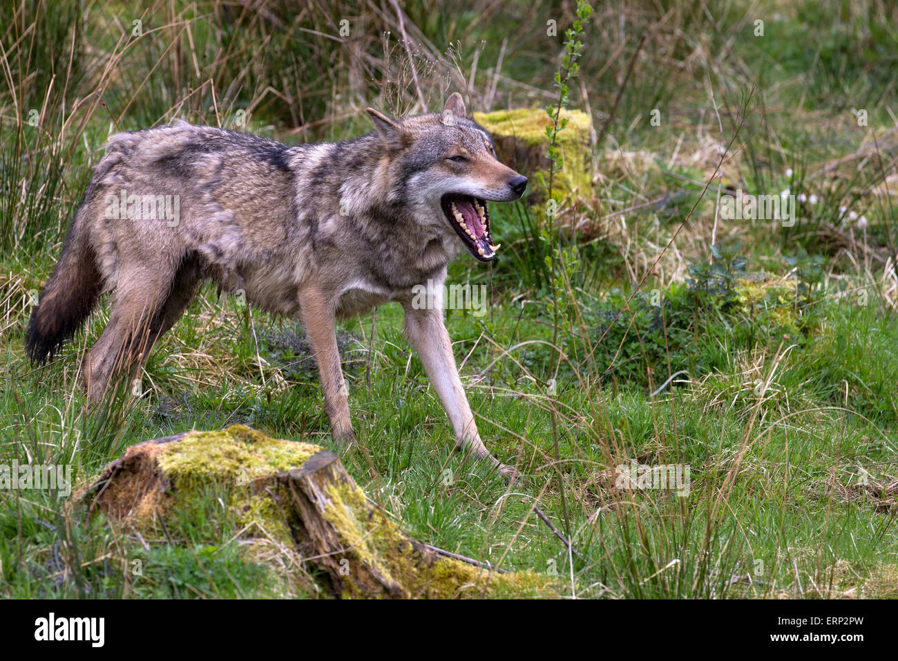 Wolf teeth hi-res stock photography and images - Alamy