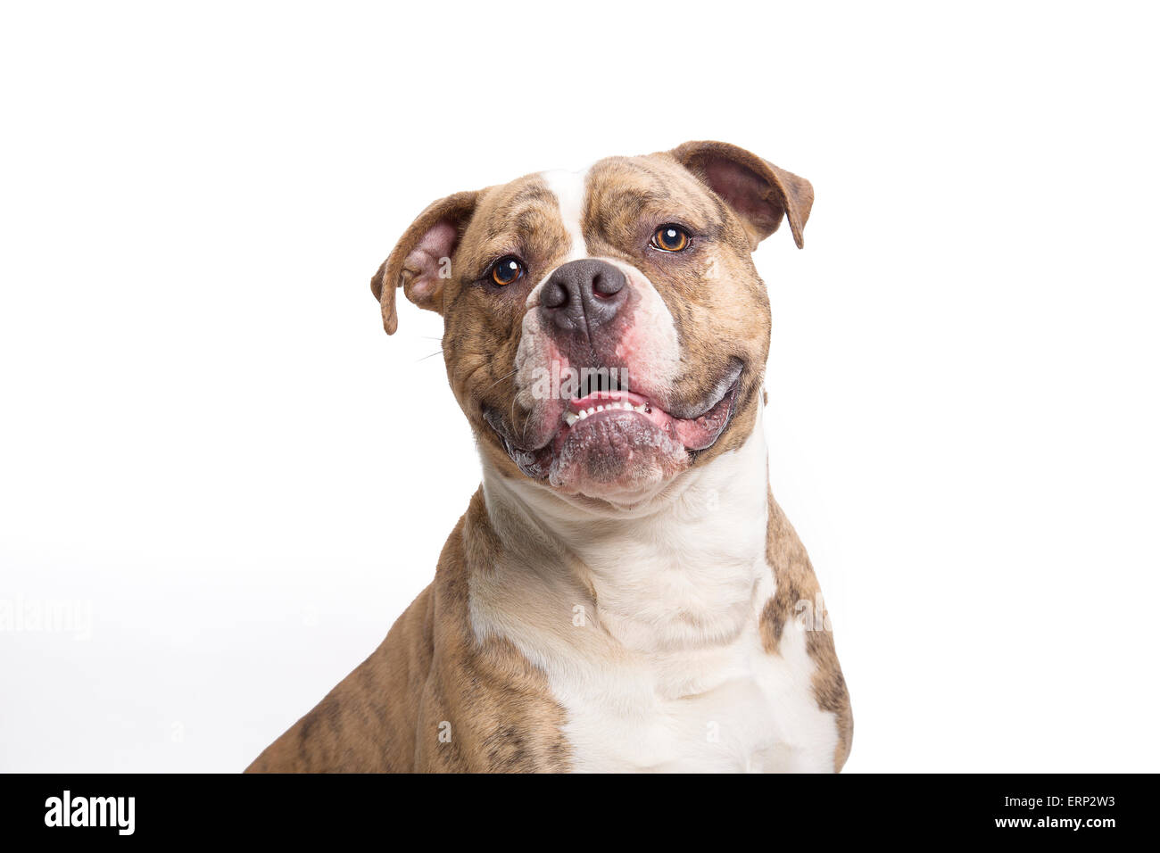 Bully breed hi-res stock photography and images - Alamy