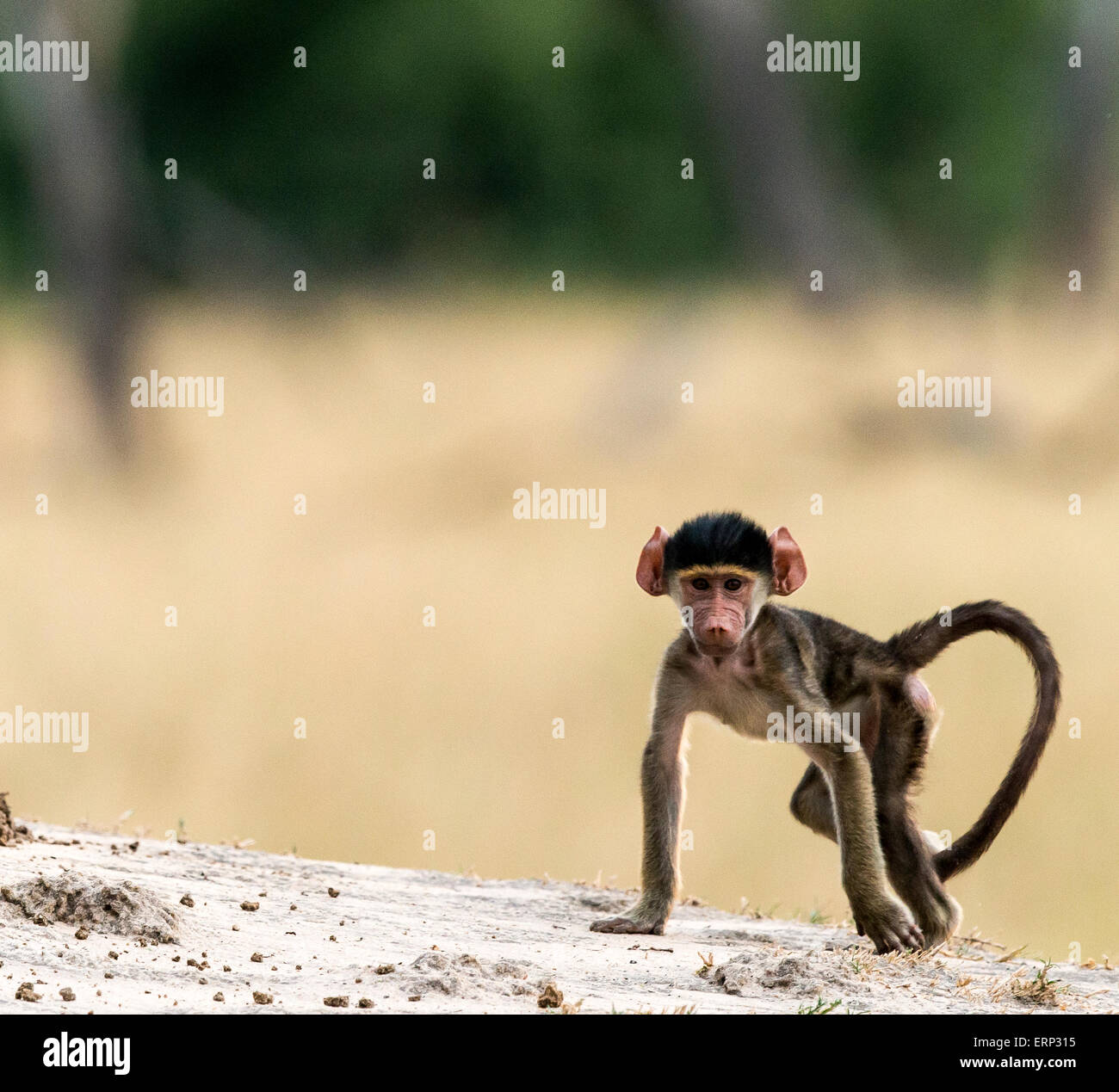 Yellow Baboon baby (Papio cynocephalus) Hwange National Park Zimbabwe ...