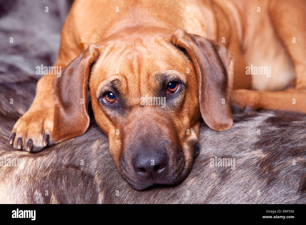 Rhodesian Ridgeback on Wilderbeast skin Stock Photo - Alamy