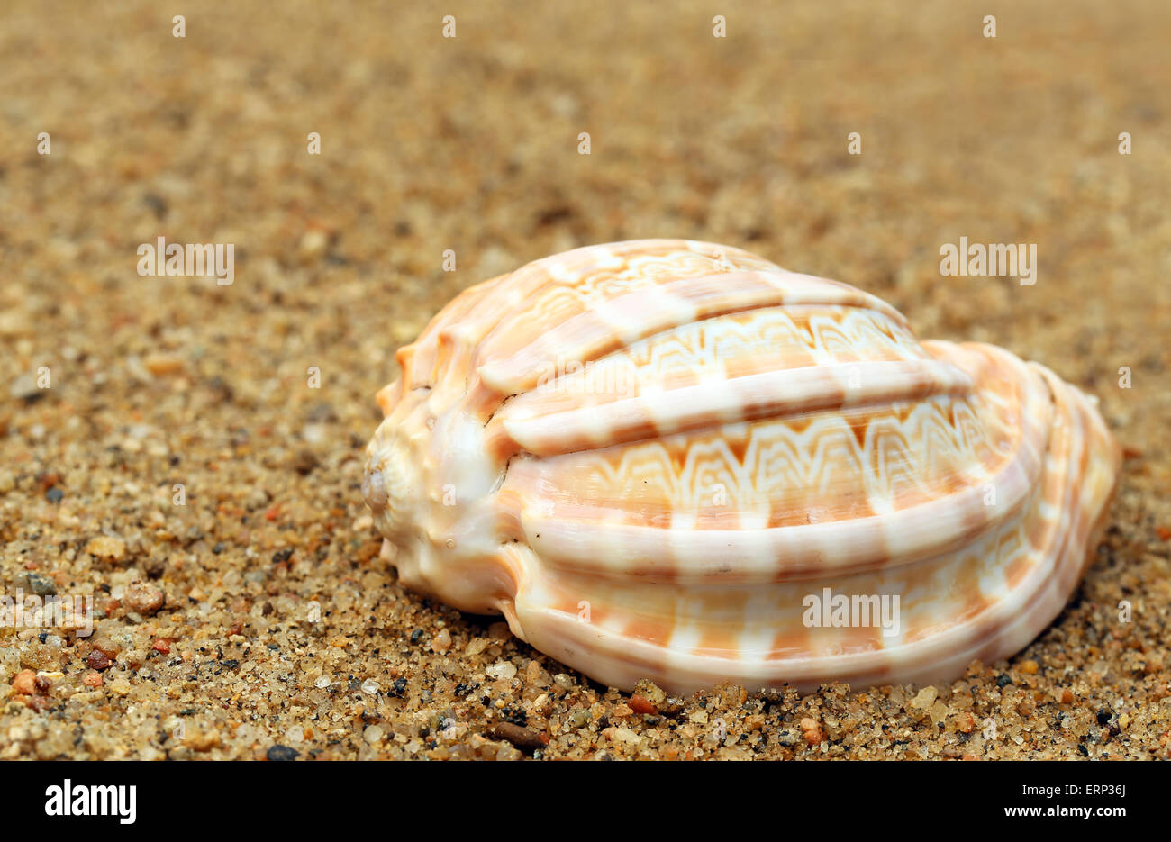 Sea snail shell hi-res stock photography and images - Alamy